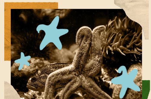 The mysterious 'horror movie' illness causing starfish to melt | Noa ...