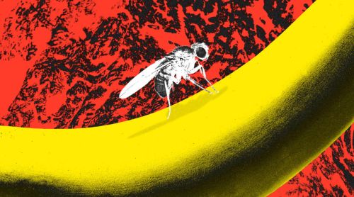 Why fruit flies could hold the secret to scaling up lab-grown meat ...