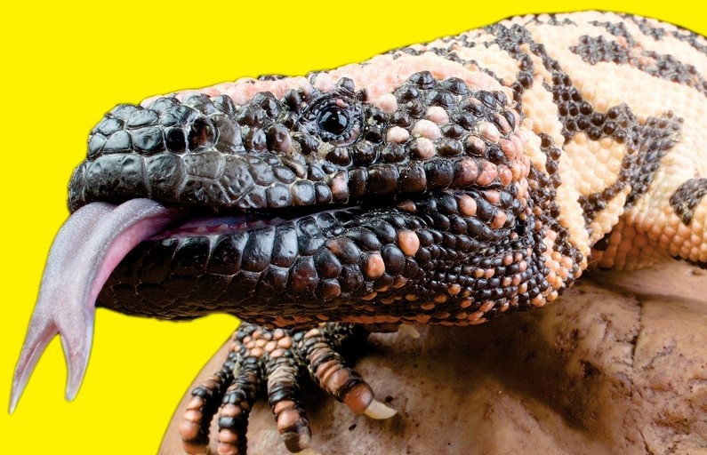 The Extraordinary Lizard Behind The World S First Fat Busting Miracle